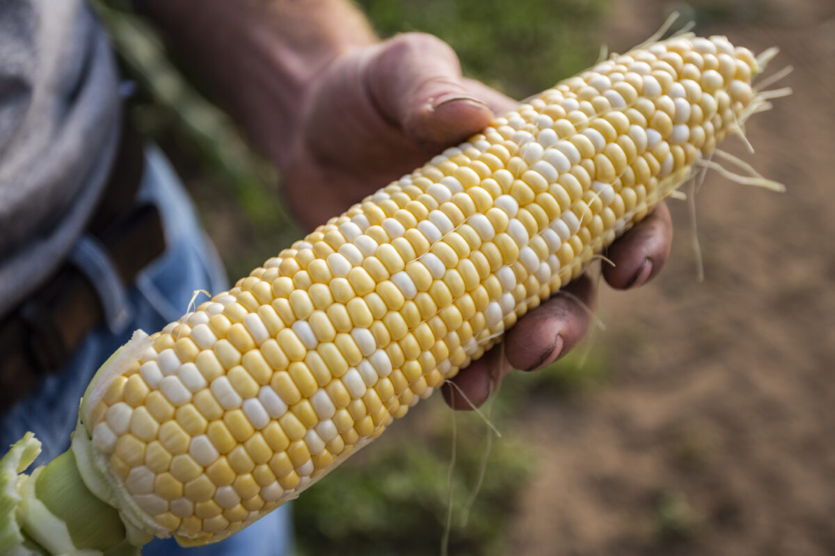 Komienski Ltd – Fresh Produce